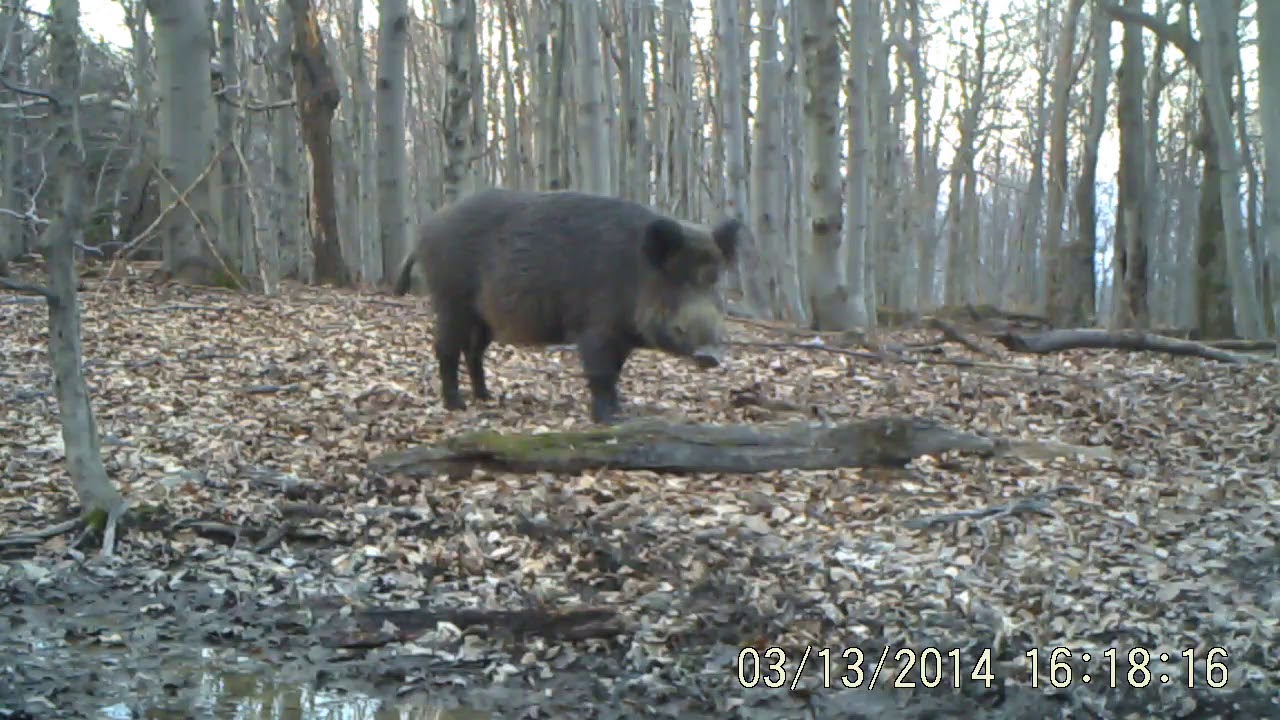 Wild Boar in Poland - YouTube