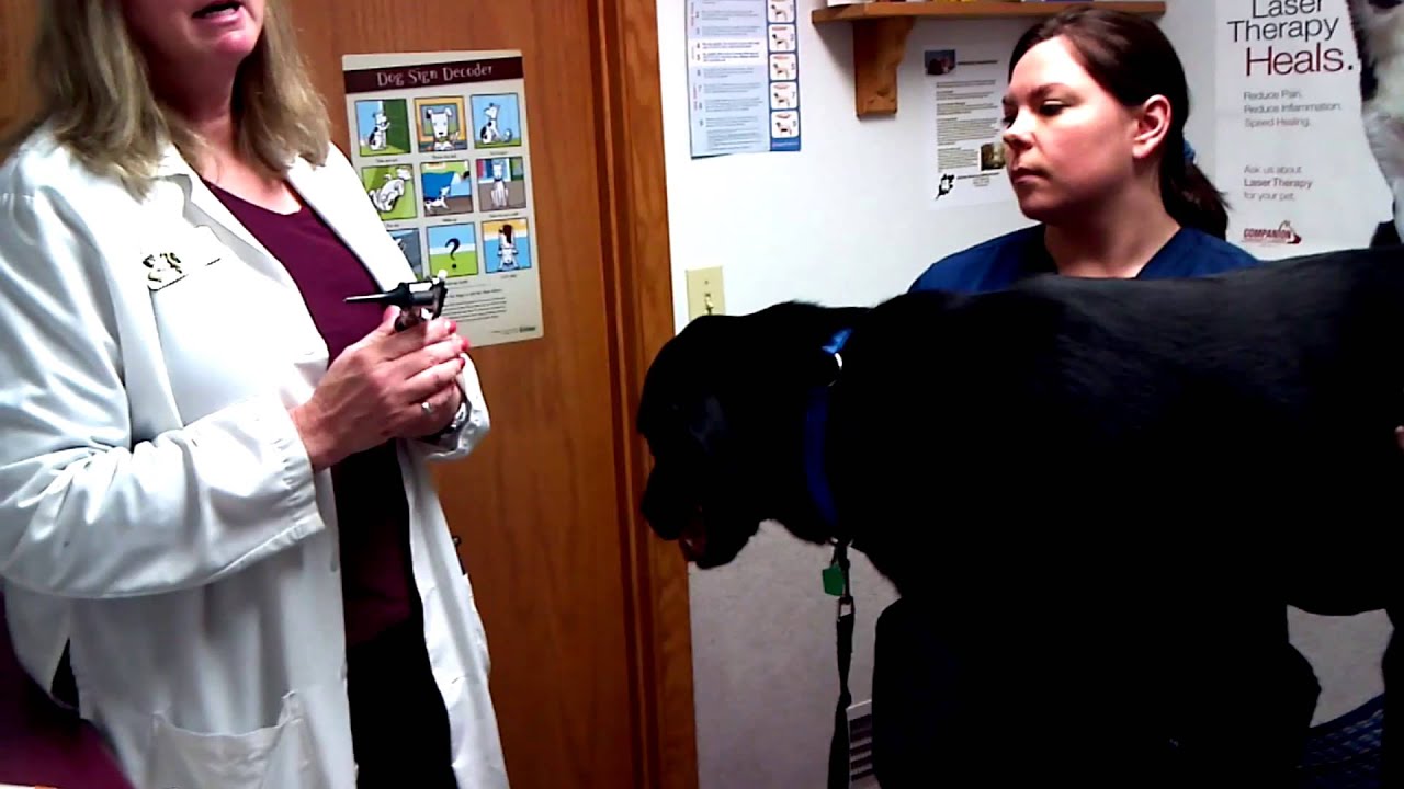 Shadow at the Vet 101812 - YouTube