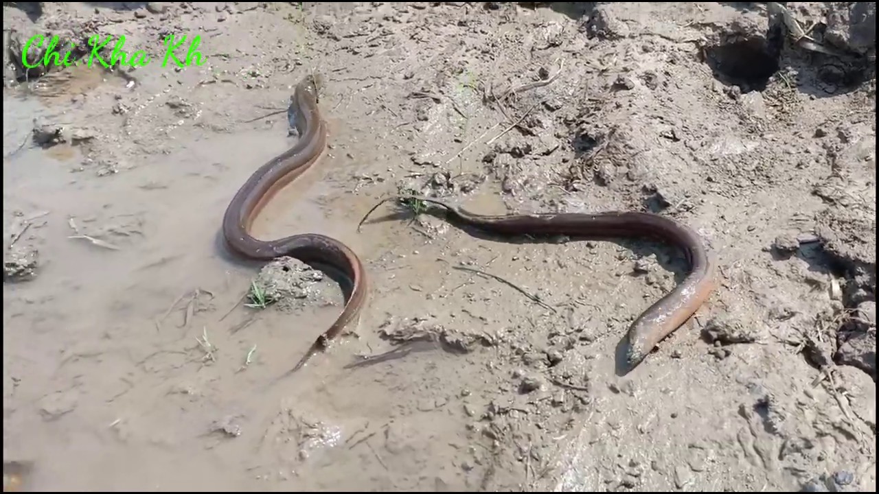 Amazing Catching & Cooking Big Eel on Dry Season - Catch n Cook Eel ...