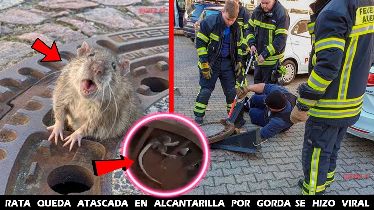 Rata queda atascada por estar muy Gorda y pide ayuda y la Rescatan se ...