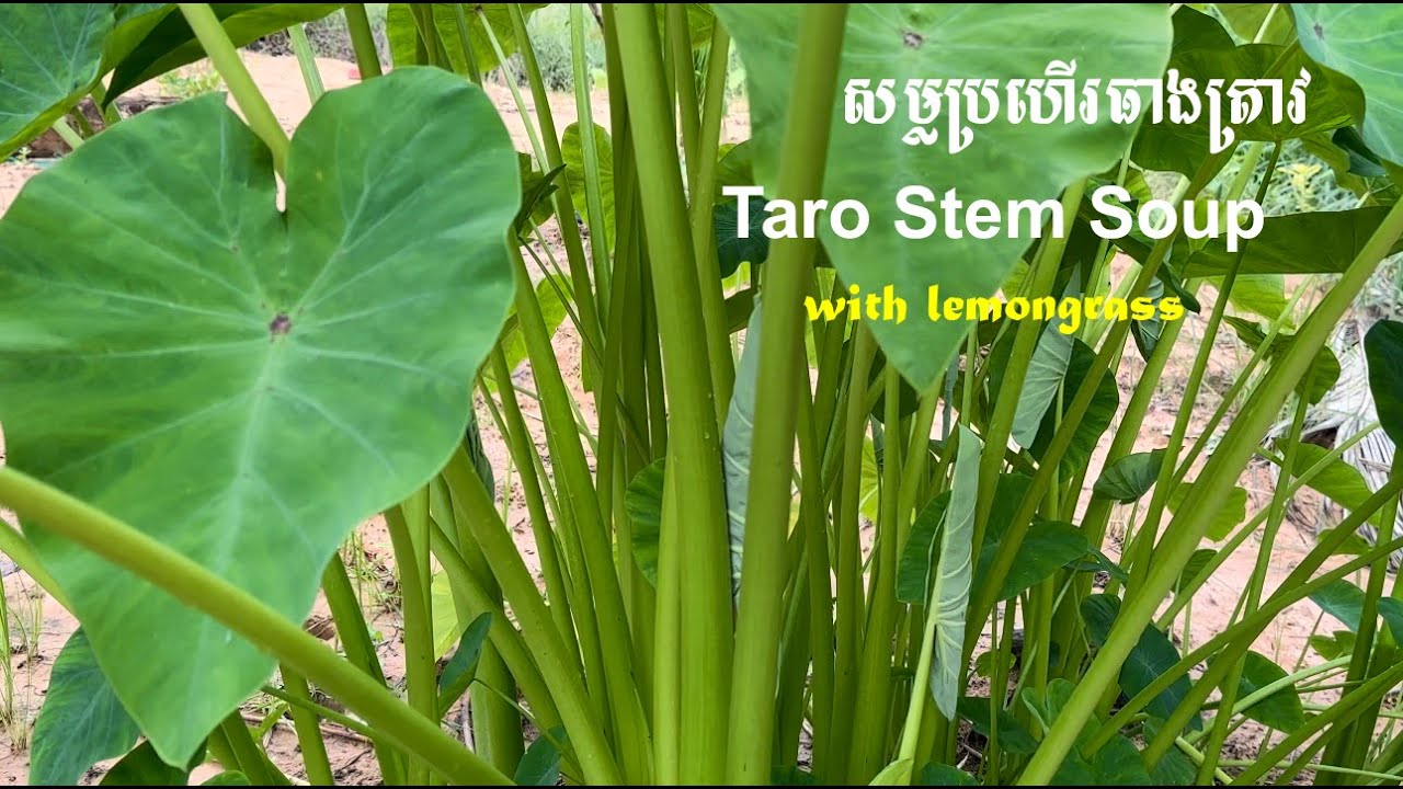 How To Cook A Flavorful Taro Stem Recipe | សម្លប្រហើរធាងត្រាវ - YouTube