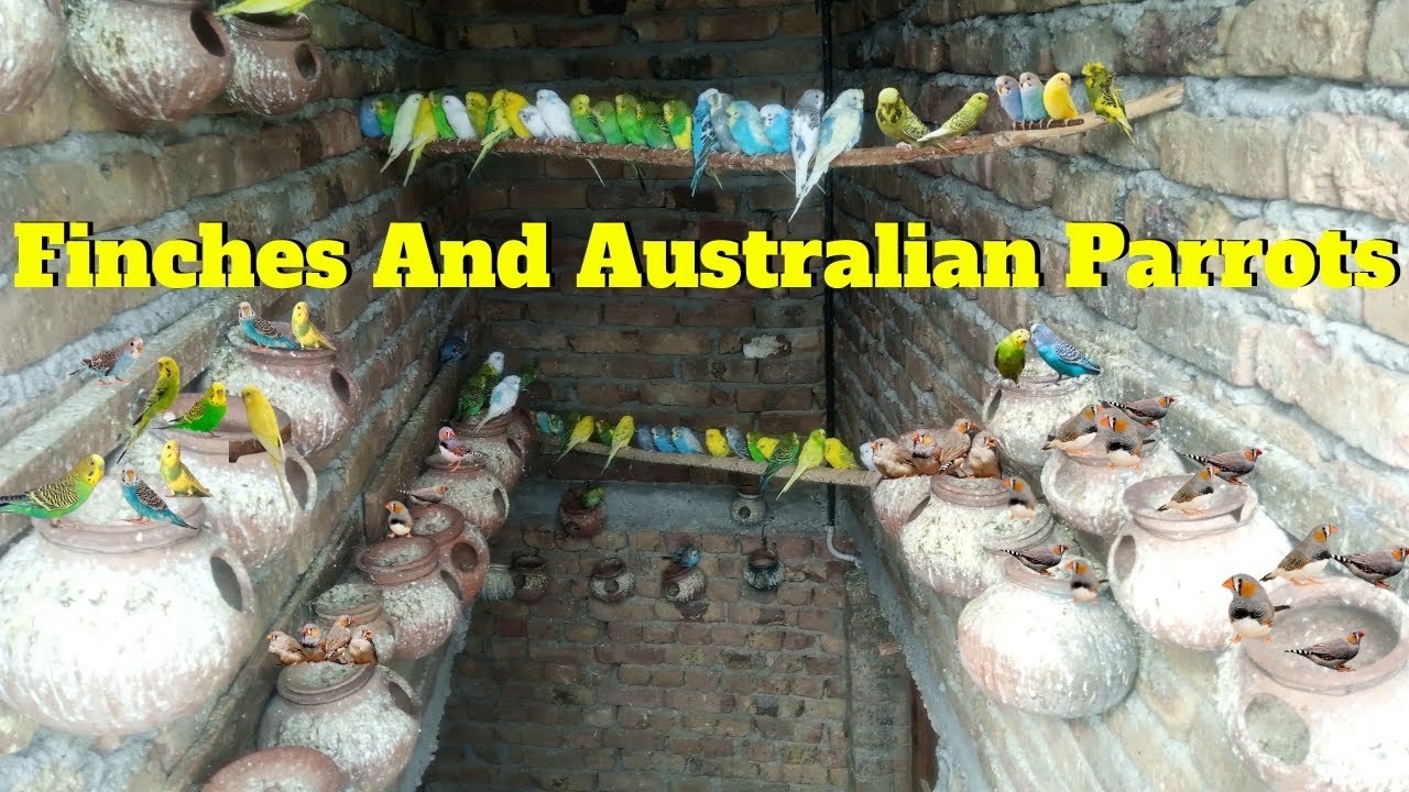 Finches And Australian Parrots Colony Breeding Progress 😍 Pets Vlog ...