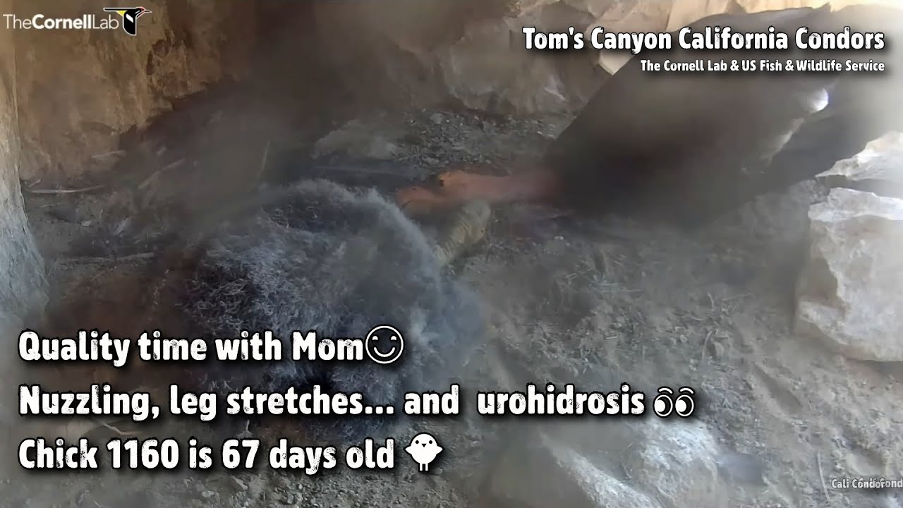 Tom's Canyon Condors🐦Quality Time W/ Mom😊Nuzzling, Leg Stretches ...