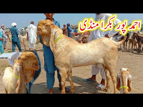 Ahmedpur bakra mandi|Makhi cheene bakre qurbani wale or makhi cheeni bakriyan fresh rate check ...