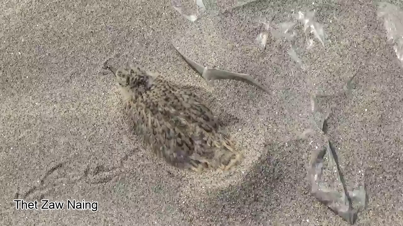 Black-bellied Tern (Sterna acuticauda) - YouTube