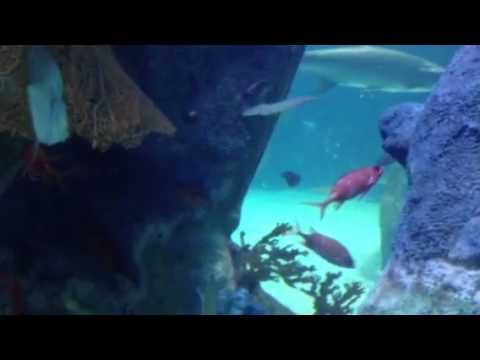 Trombone fish - YouTube