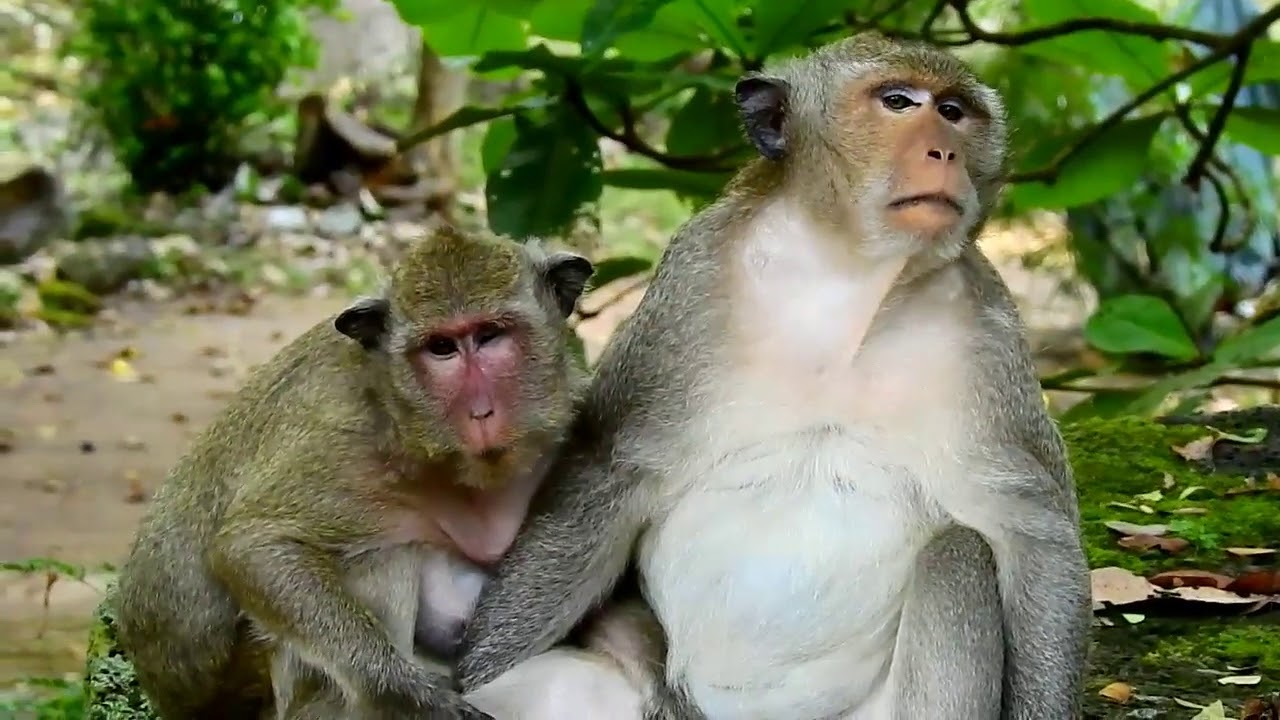 His Face Is Older Than His Age Sweet Pea, Monkey Recorder PT1092 - YouTube