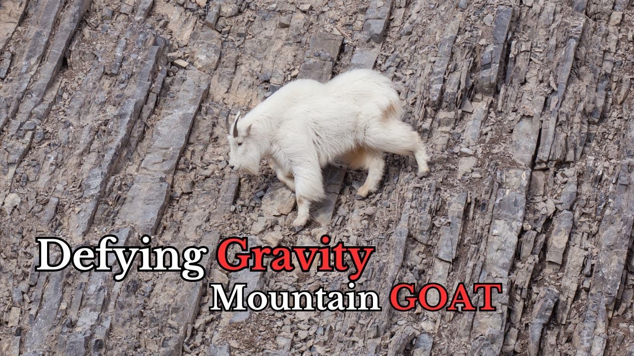 Defying Gravity : Mountain GOAT #wildlife #fact #animals #animal - YouTube