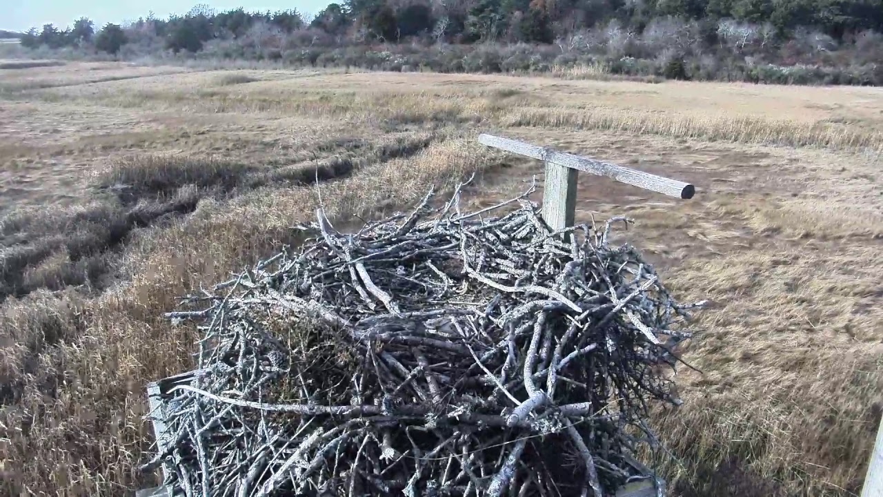 Cape Cod Museum of Natural History Live Stream - YouTube