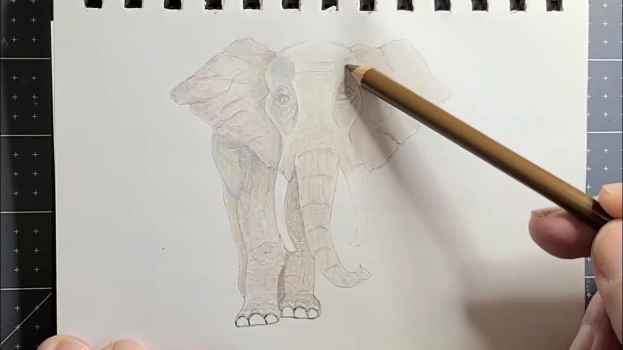 how to draw a african elephant - YouTube
