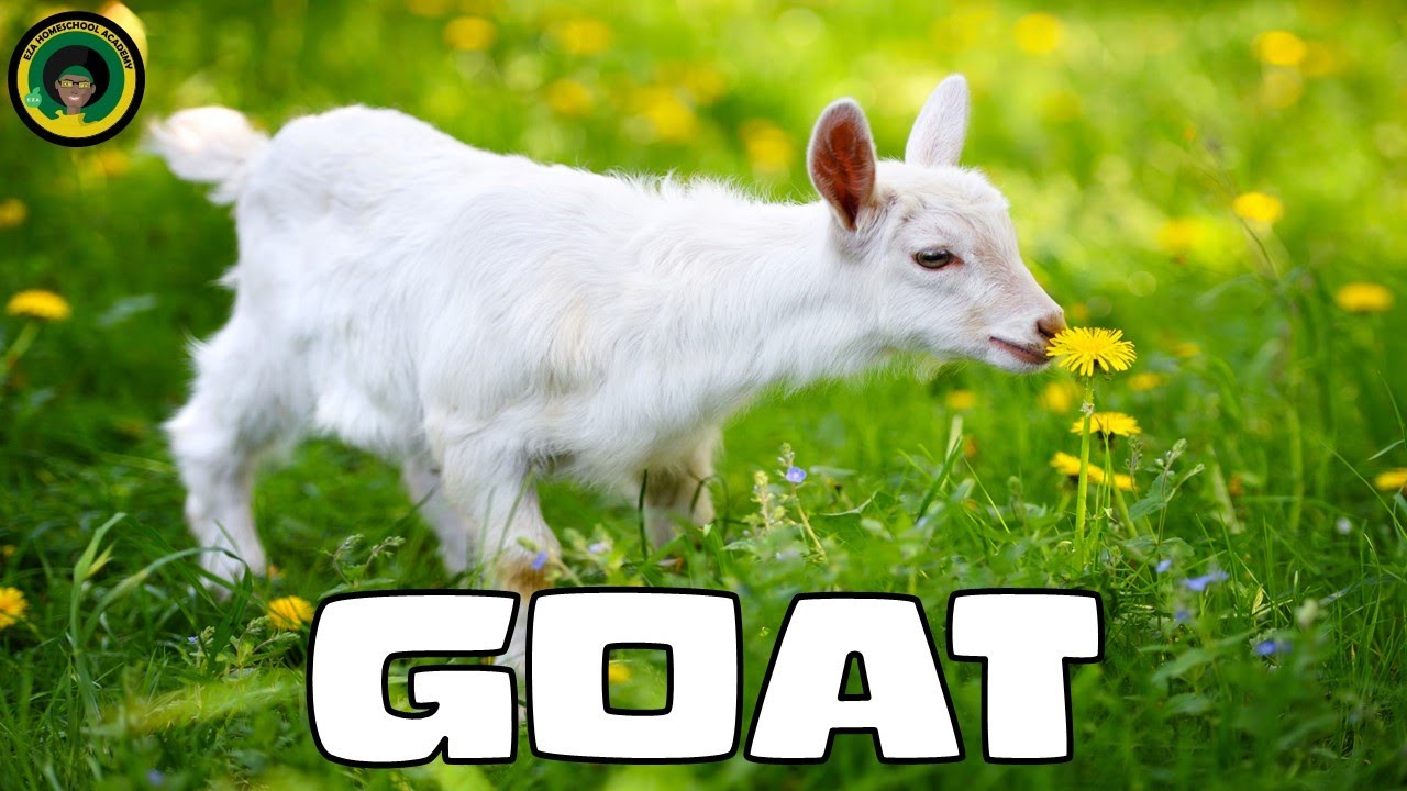 The GOAT || Facts about Goats - YouTube