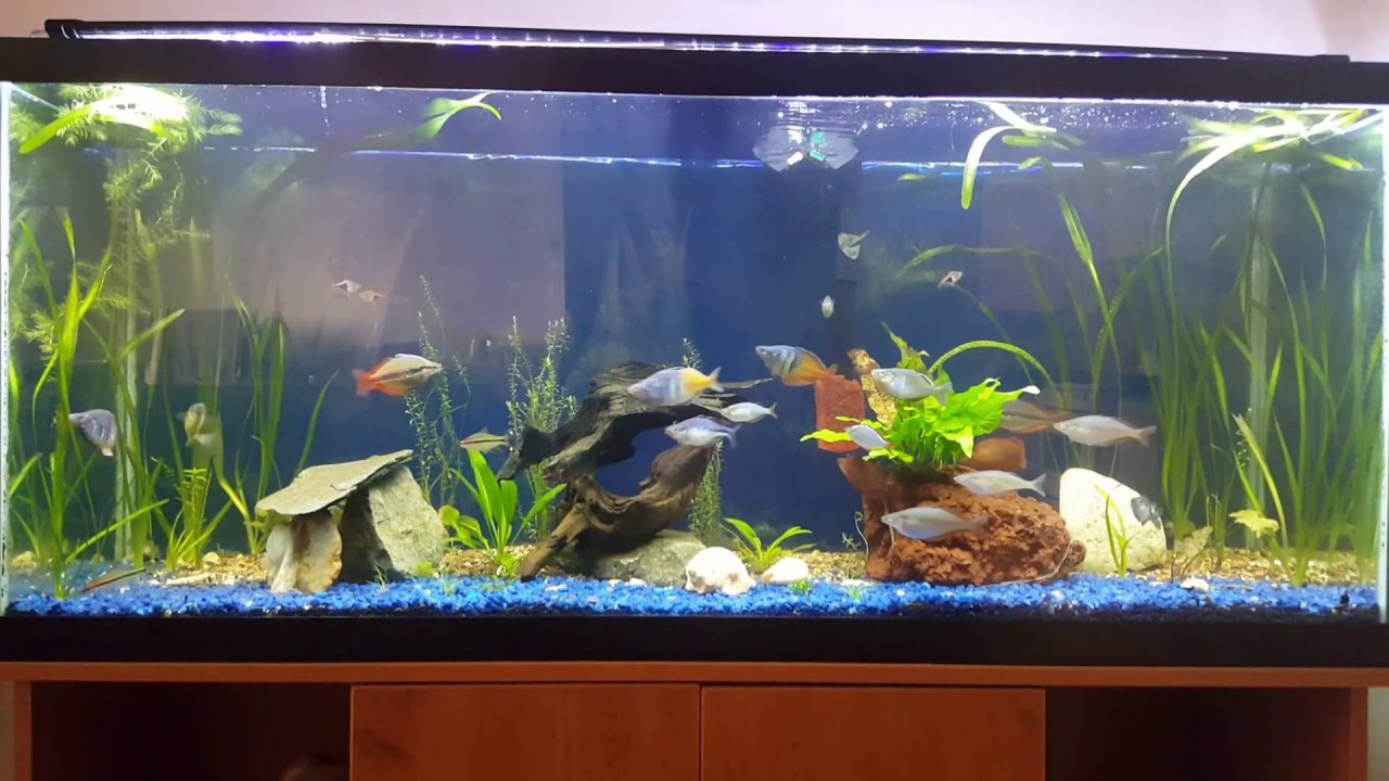 Rainbow fish tank/ aquarium - YouTube