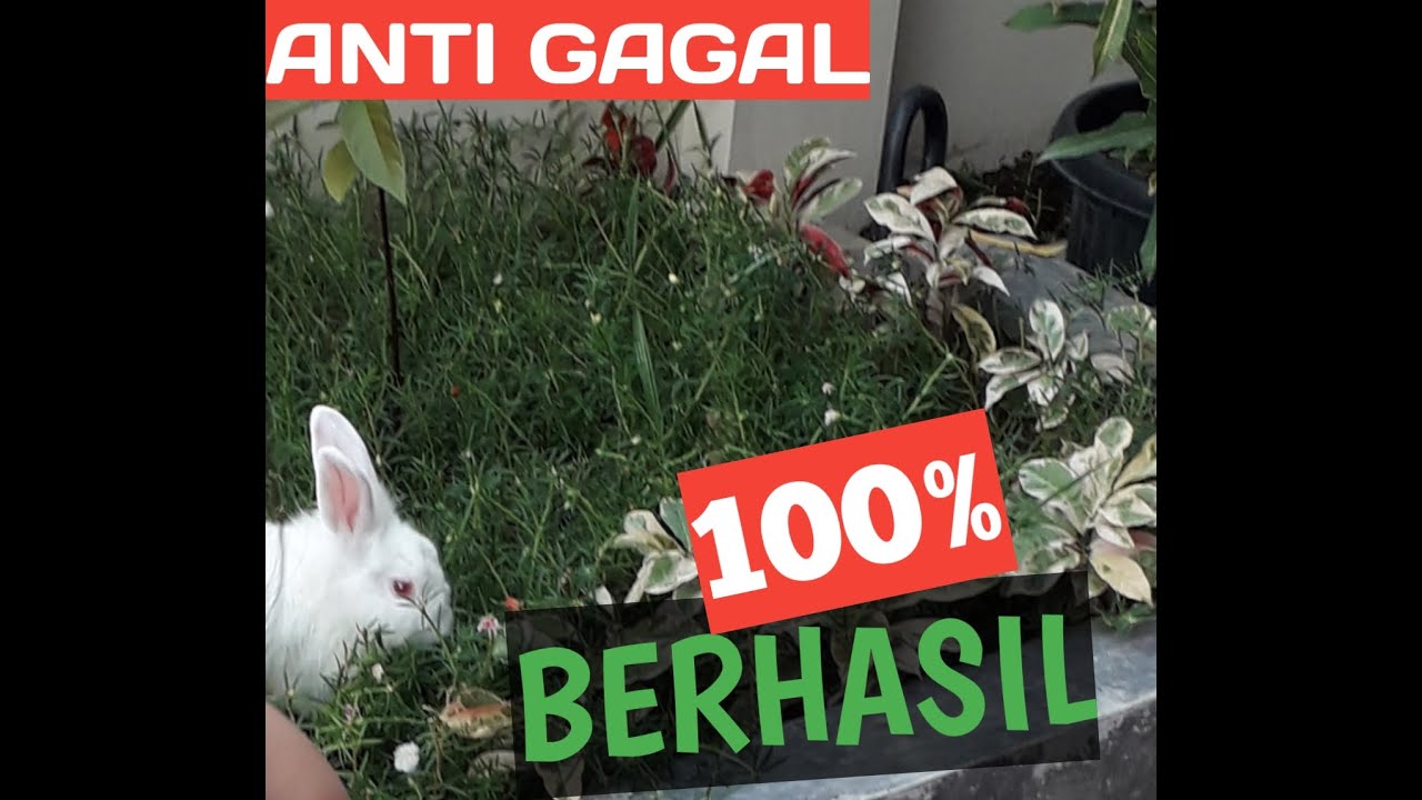 Cara Menanam Bunga Jam 9 - YouTube