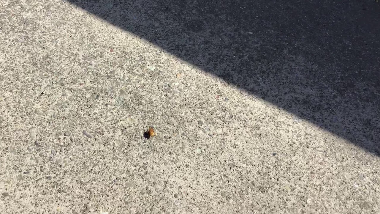 We found a mutated bee!!, - YouTube