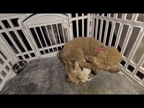 Mommy Molly - YouTube
