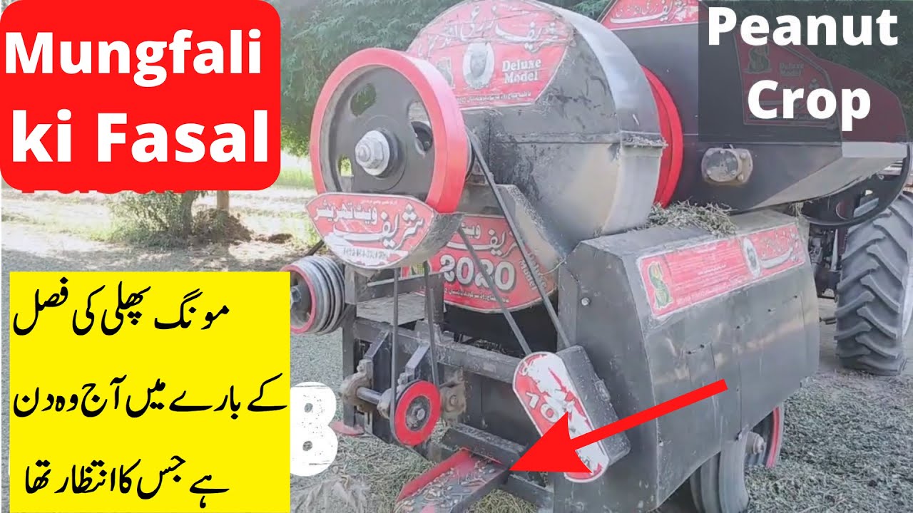 Peanut crop Mungfali ki Fasal Day 8 - Peanut Harvesting - YouTube