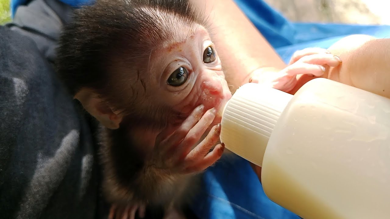hun9ry!.. baby monkey cutis - YouTube
