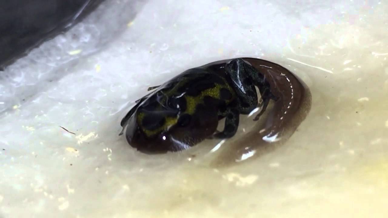 Baby Ranitomeya "Southern Variabilis" - YouTube
