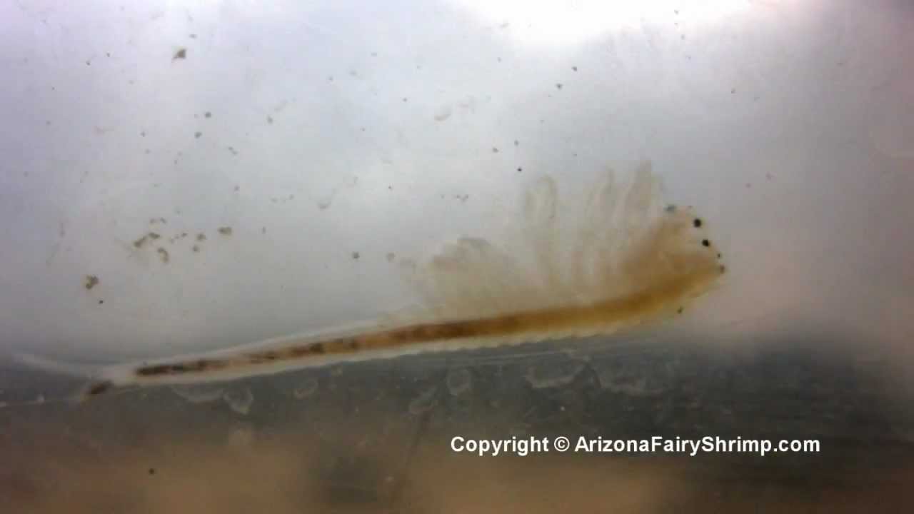Branchinecta gigas (Giant Fairy Shrimp) - YouTube