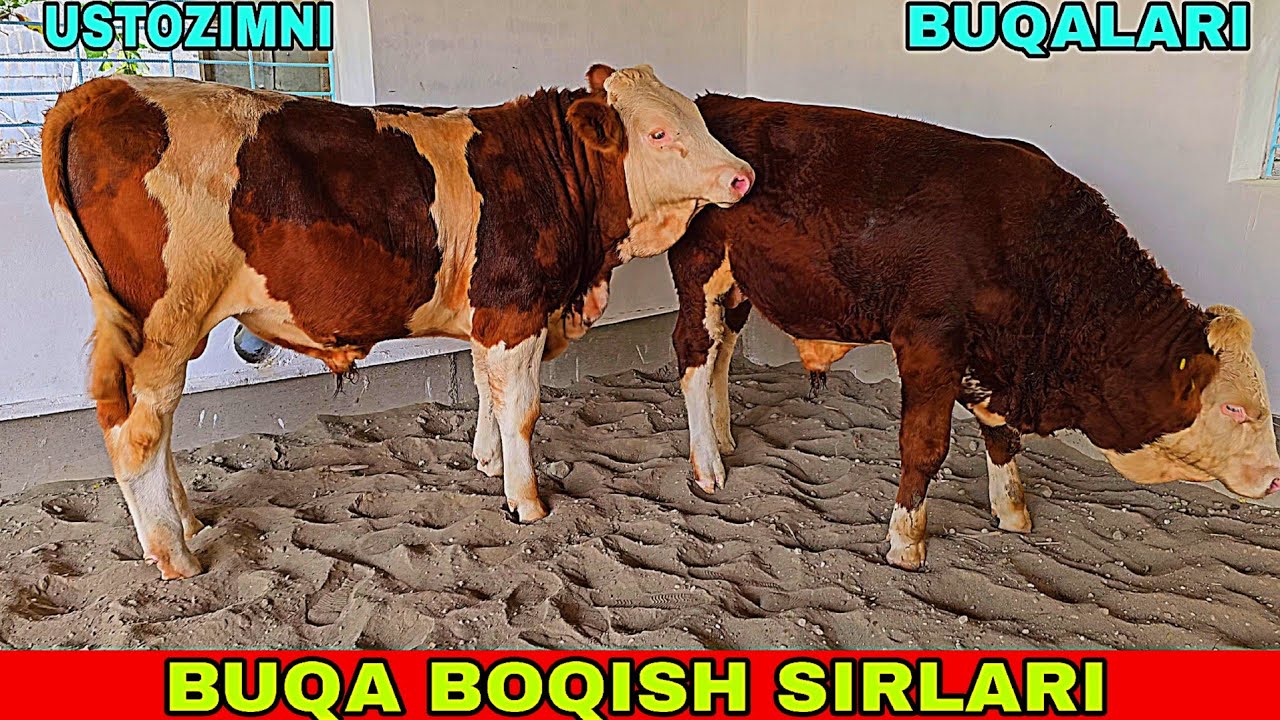 USTOZIMDAN BUQA BOQISH SIRLARI - YouTube