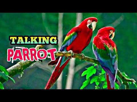 Top 5 Talking Parrot of the Planet - Parrot SchoolParrot School