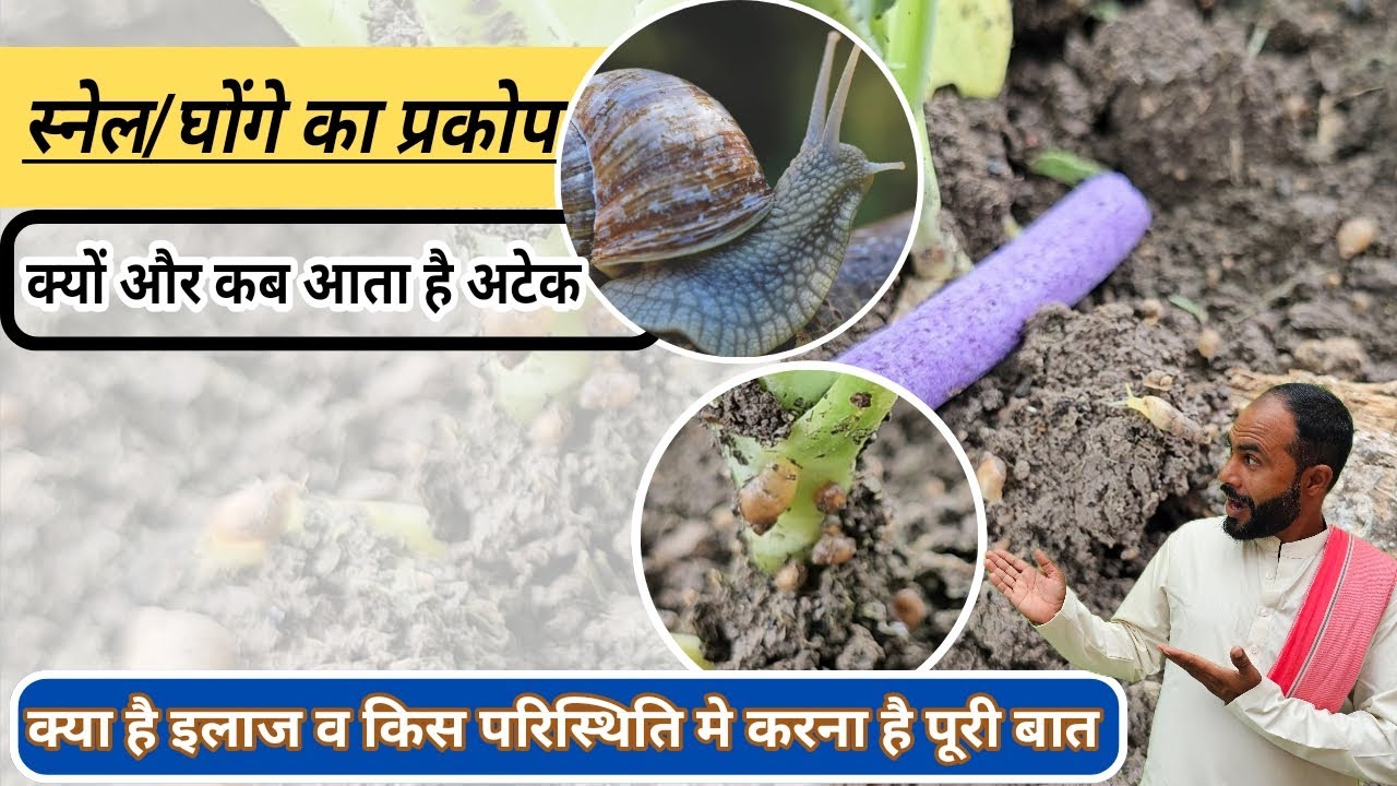 घोंगे की दवाई | Snail ki kitnashak | खेत कर जायेंगे चट पहले ही जा लें ...