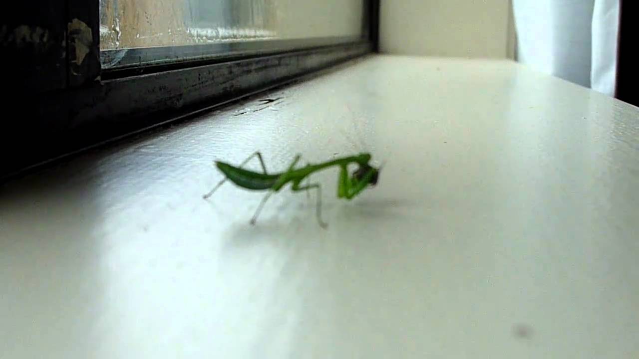 Feeding Praying Mantis - YouTube
