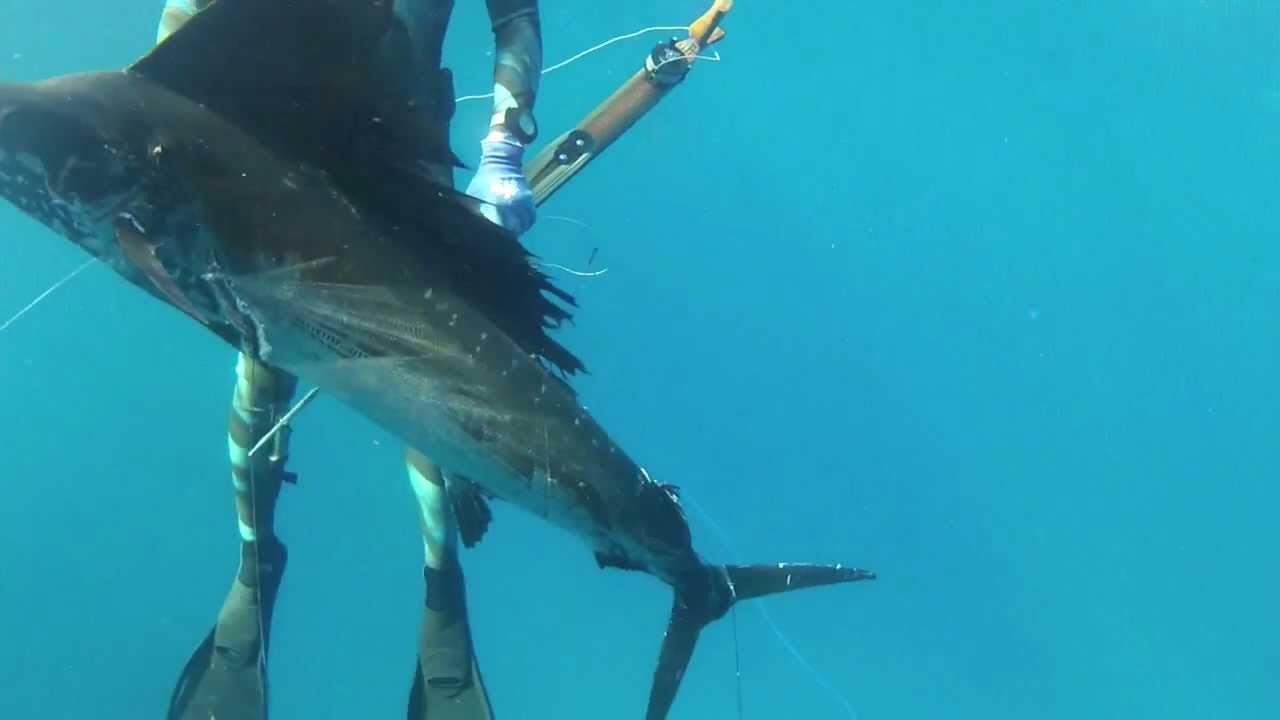 Huge Sailfish - YouTube
