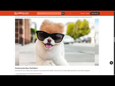 Pomeranian Boo Fiyat - Yavru, Satılık & Sahiplendirme İlanları | patibul.com