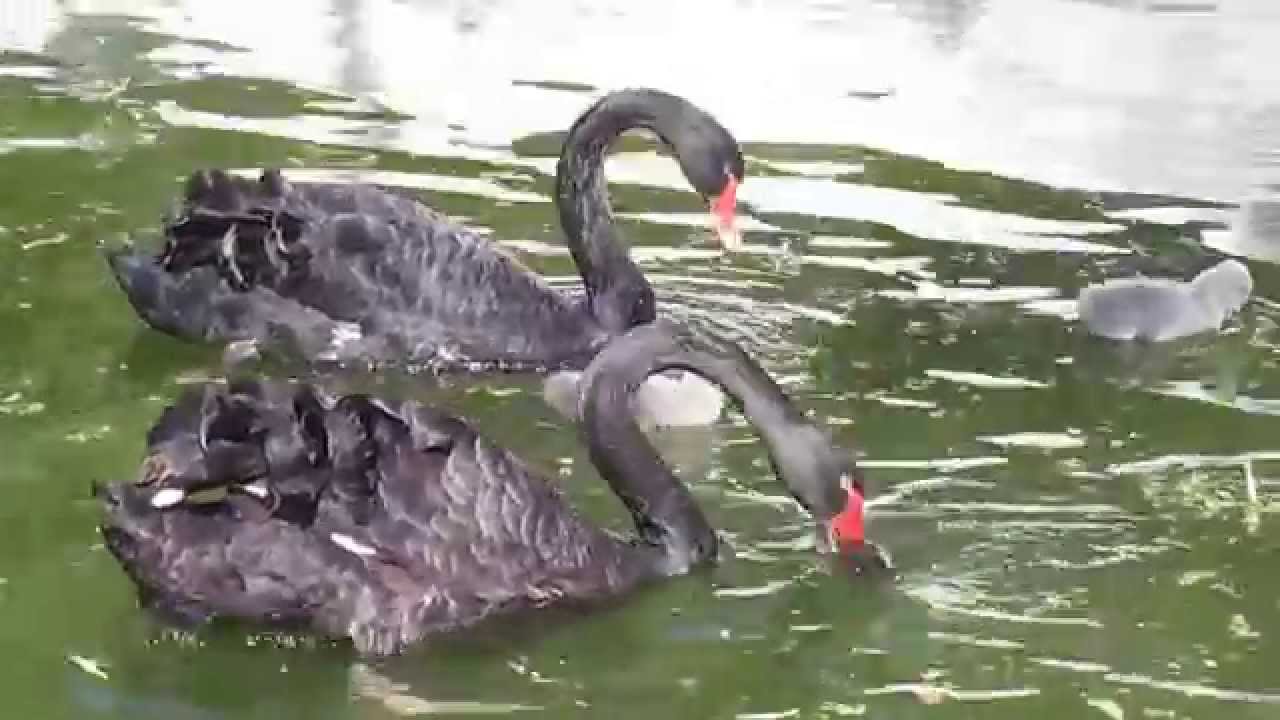 Black Swan in Mysore, India - YouTube