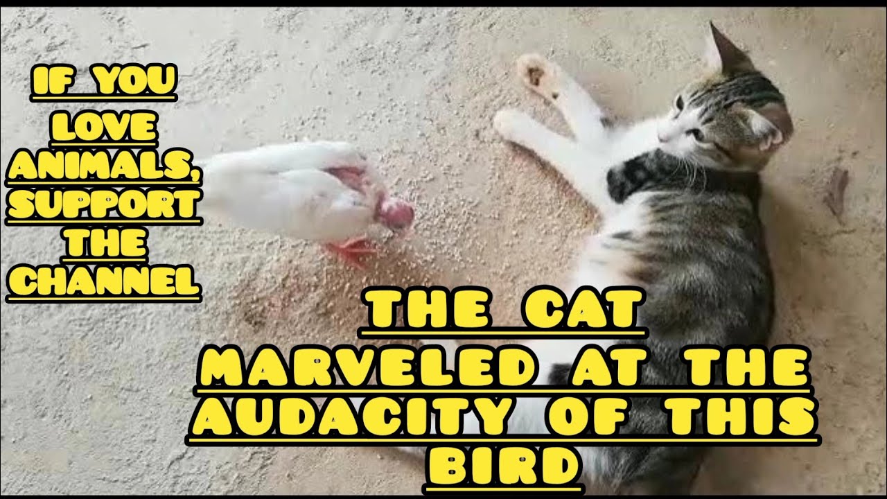 The cat marveled at the audacity of this bird - YouTube