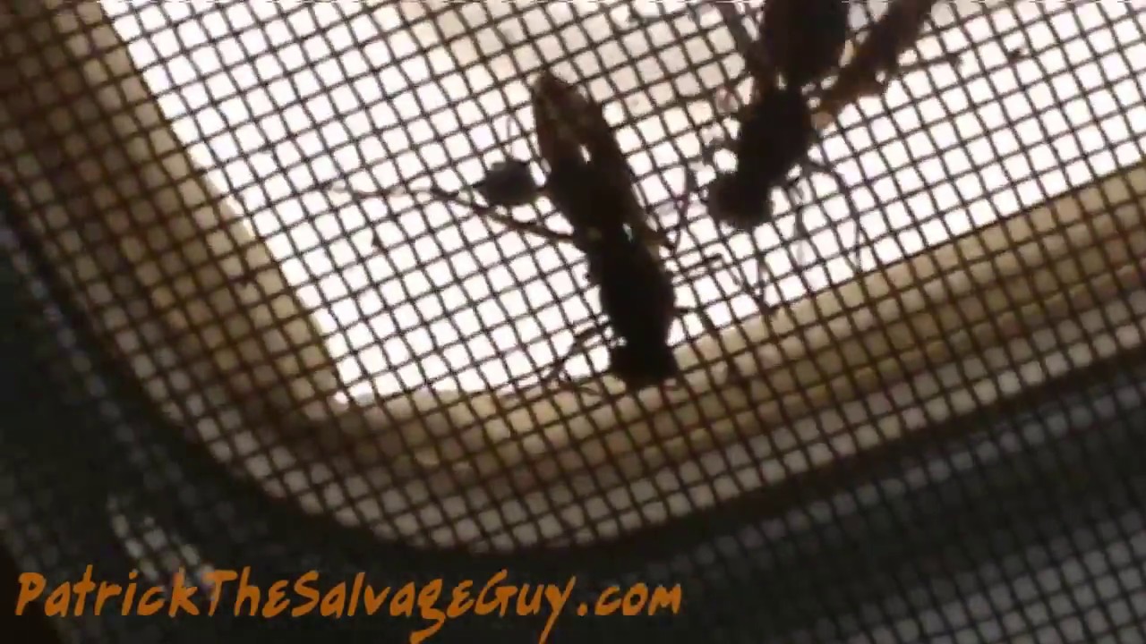 Redneck Wasp Choppificator, kills em dead. - YouTube