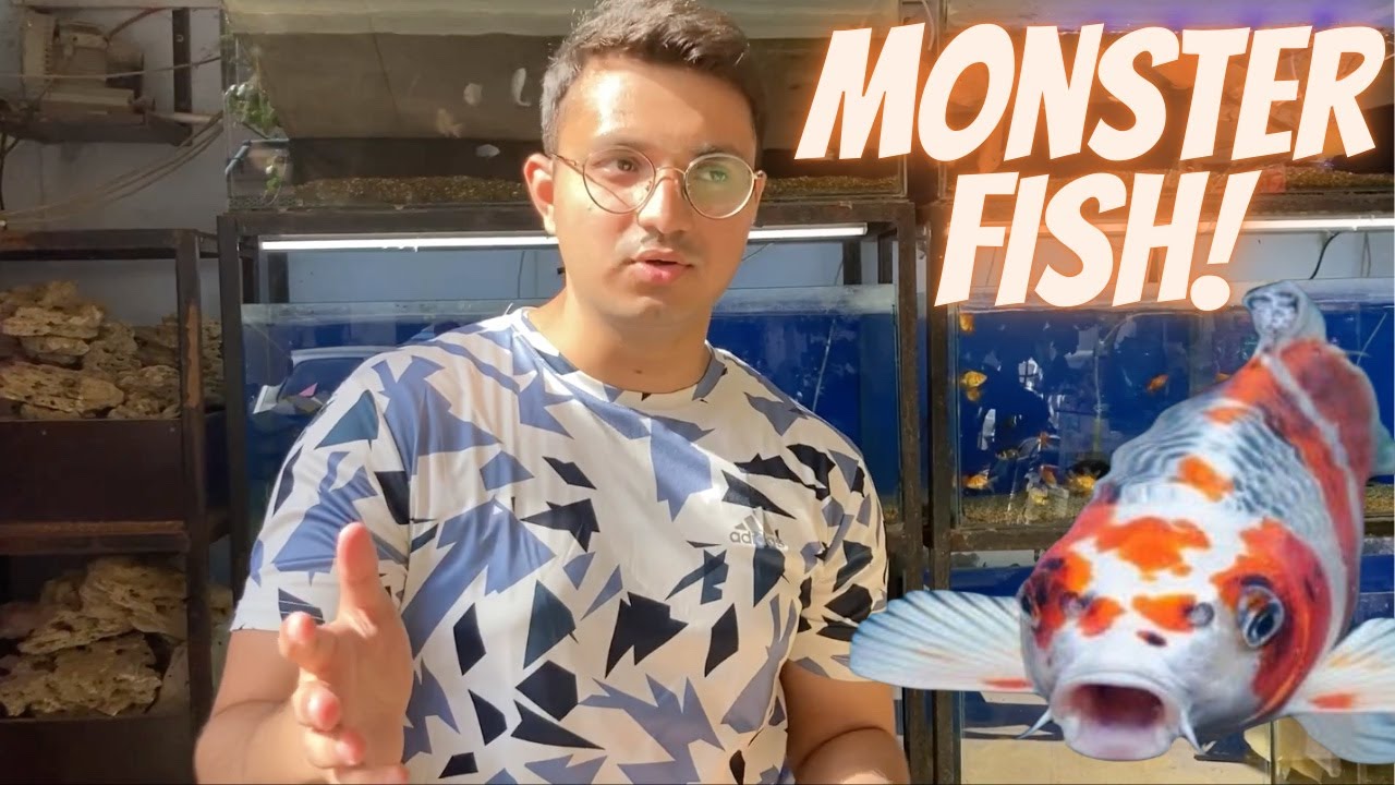 I Bought MONSTER FISH For My Aquarium but then this happened..... - YouTube