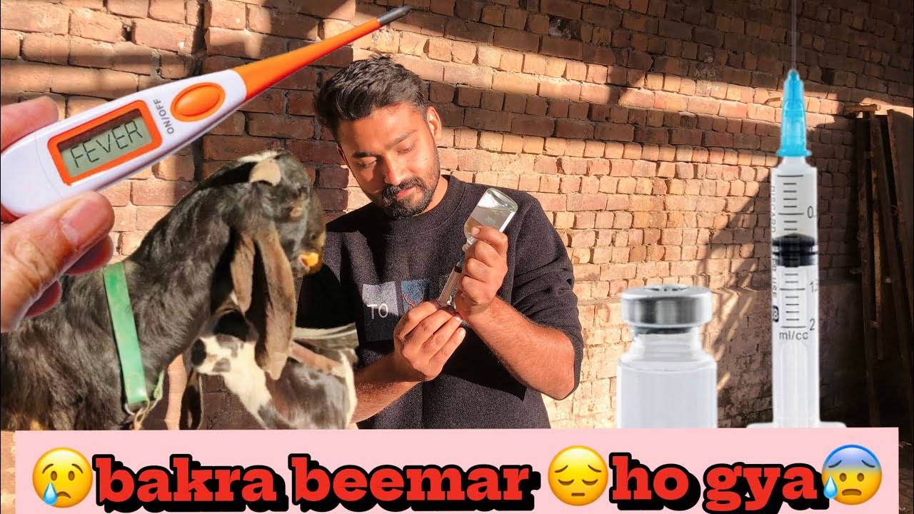 😇Bakry ka kiya 💉treatment bakra 🤢beemar 🤮ho gya ...