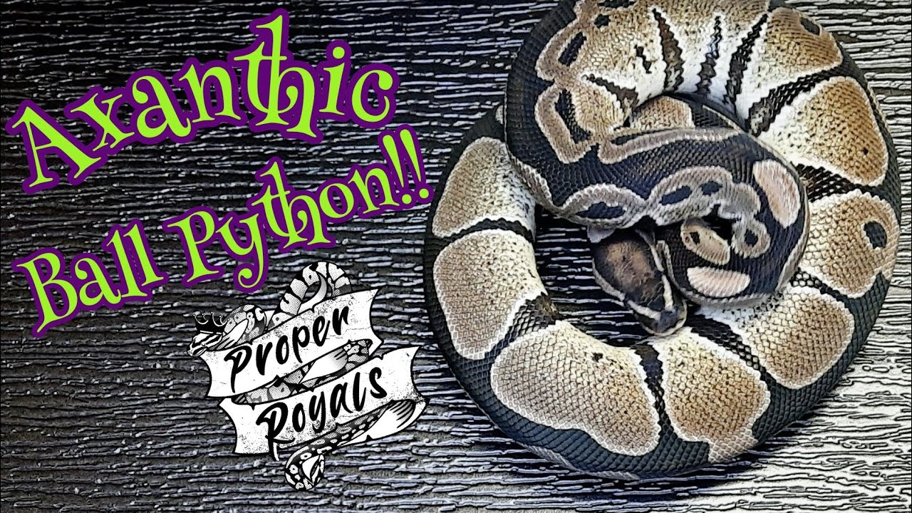 A close up look at the Axanthic Ball Python Gene. - YouTube