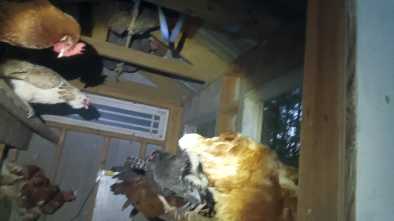 Night Chicken Cam 2 - YouTube
