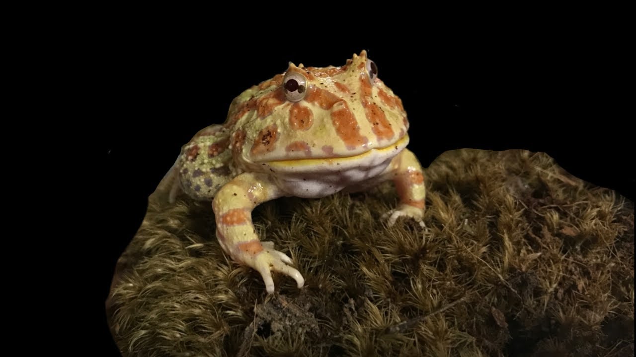 Pac-Man Frog Feeding! - YouTube