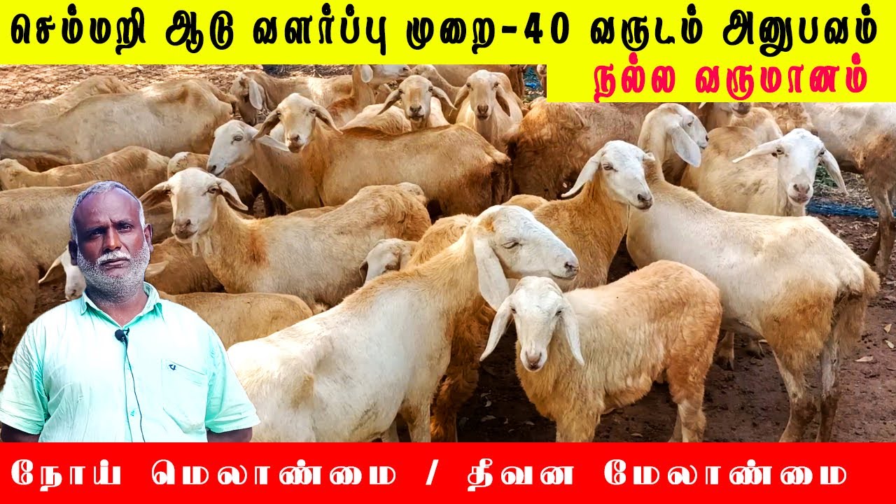 செம்மறி ஆடு வளர்ப்பு முறை | தீவன மேலாண்மை நோய் மேலாண்மை பற்றி ...