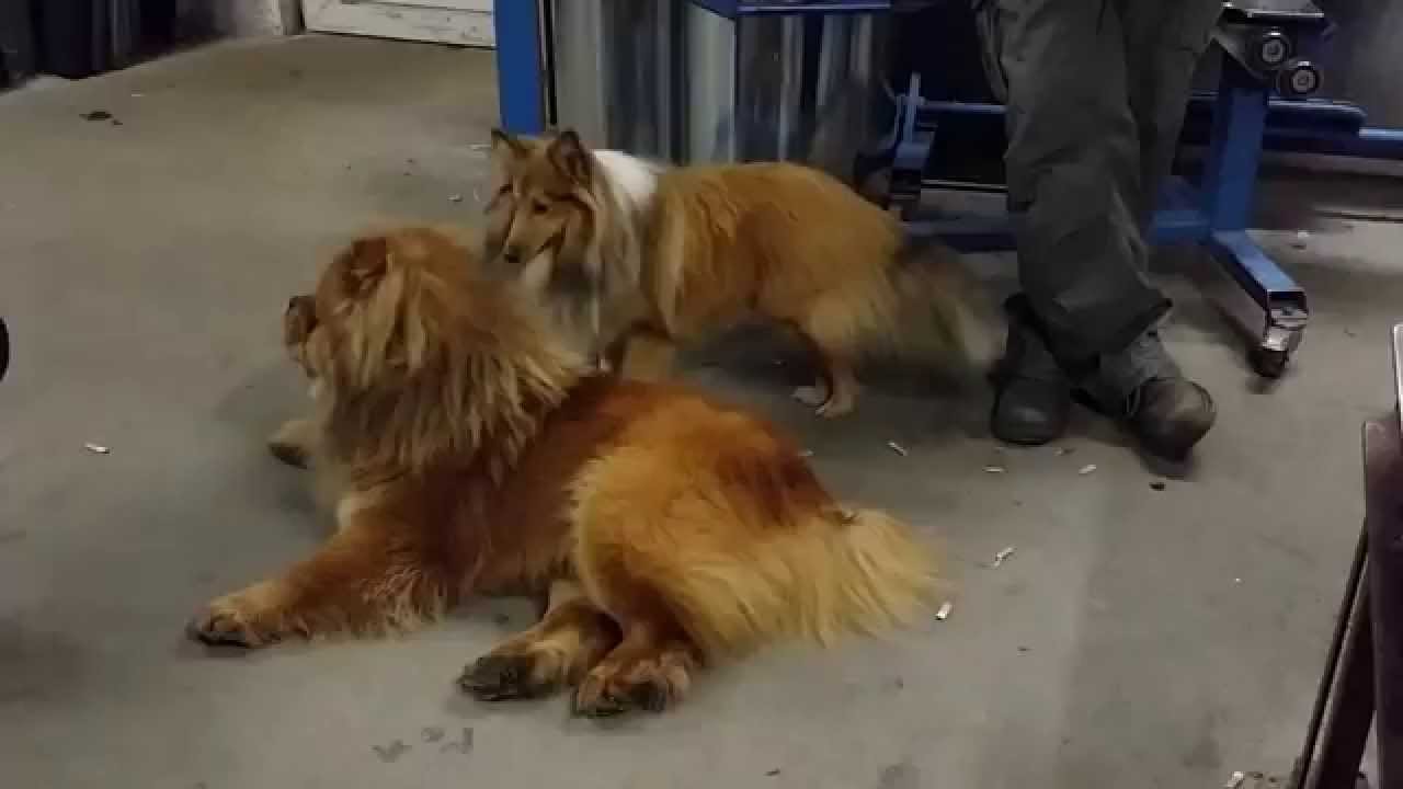 Sheltie u. Chow Chow - YouTube
