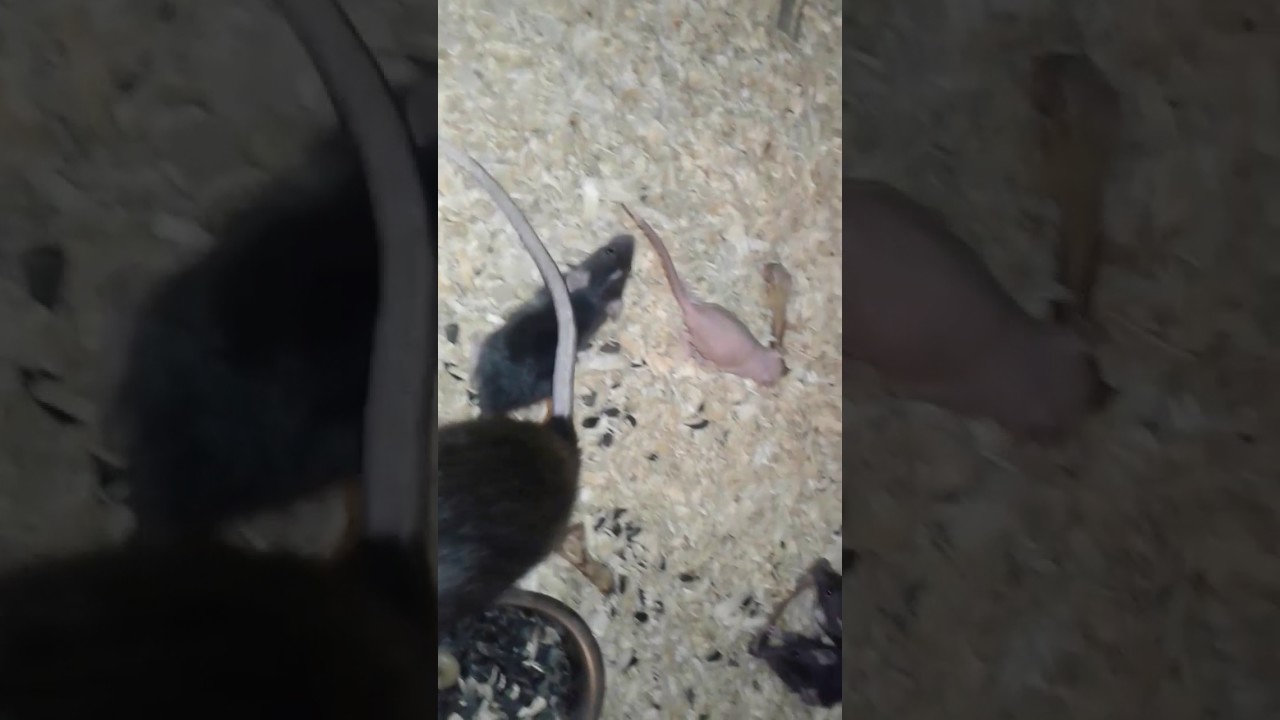 ADORABLE BABY RATS! ONE HAIRLESS, AND A BLAZE PATCHWORK (DOUBLE REX ...