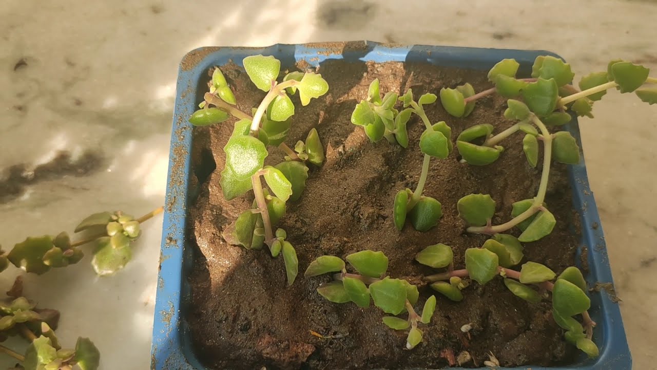 How to grow Tangled heart plants from cutting with results - YouTube