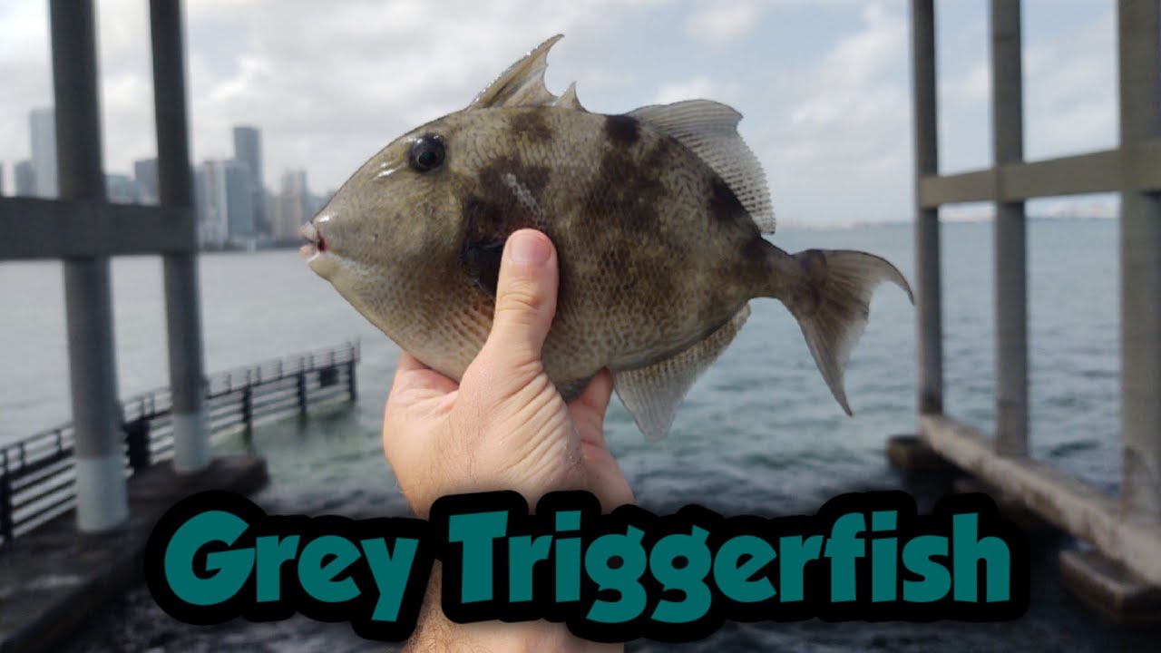 I Caught My First Ever Grey Triggerfish! - YouTube