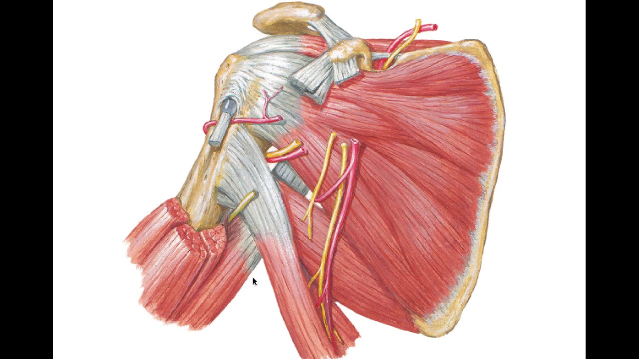 ARTERIA AXILAR - YouTube