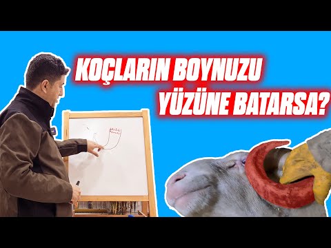Koçların Boynuzu Yüzüne Batarsa?