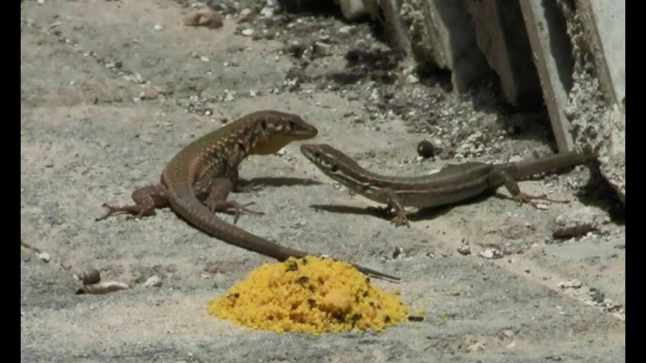 Maltese lizards🦎 enjoying a peach - YouTube