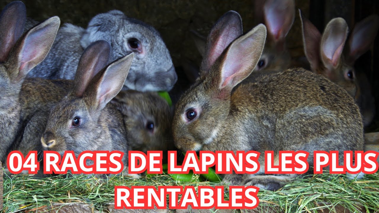 ÉLEVAGE DES LAPINS: Voici les 4 races les plus rentables financièrement ...