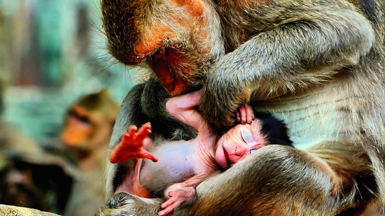 A Touching Story: The Heartwarming Journey of a Baby Monkey - YouTube