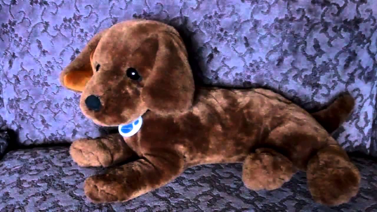 CHOCOLATE LAB HOWLS WHINES BARKS WAGS TAIL - YouTube