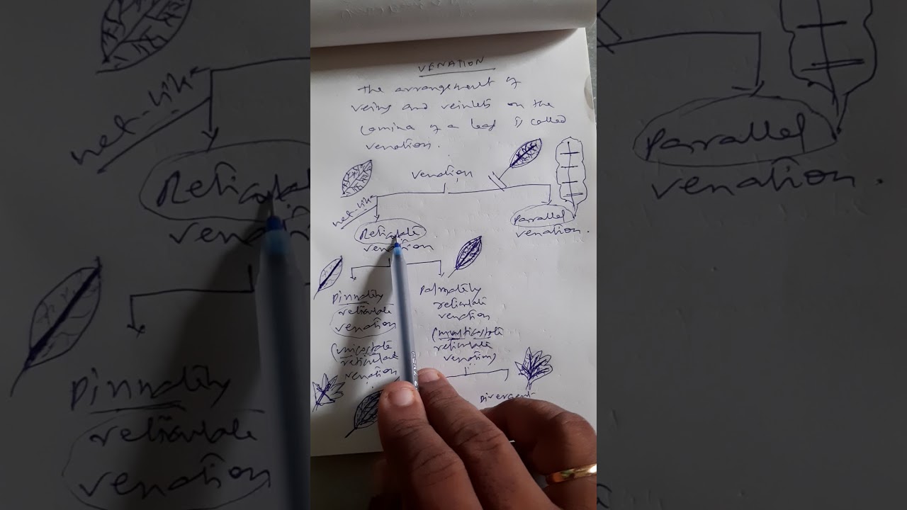 Types Of Venation In Leaves for Class VI Online Training YouTube Types Of Venation In Leaves for Class VI Online Training YouTube