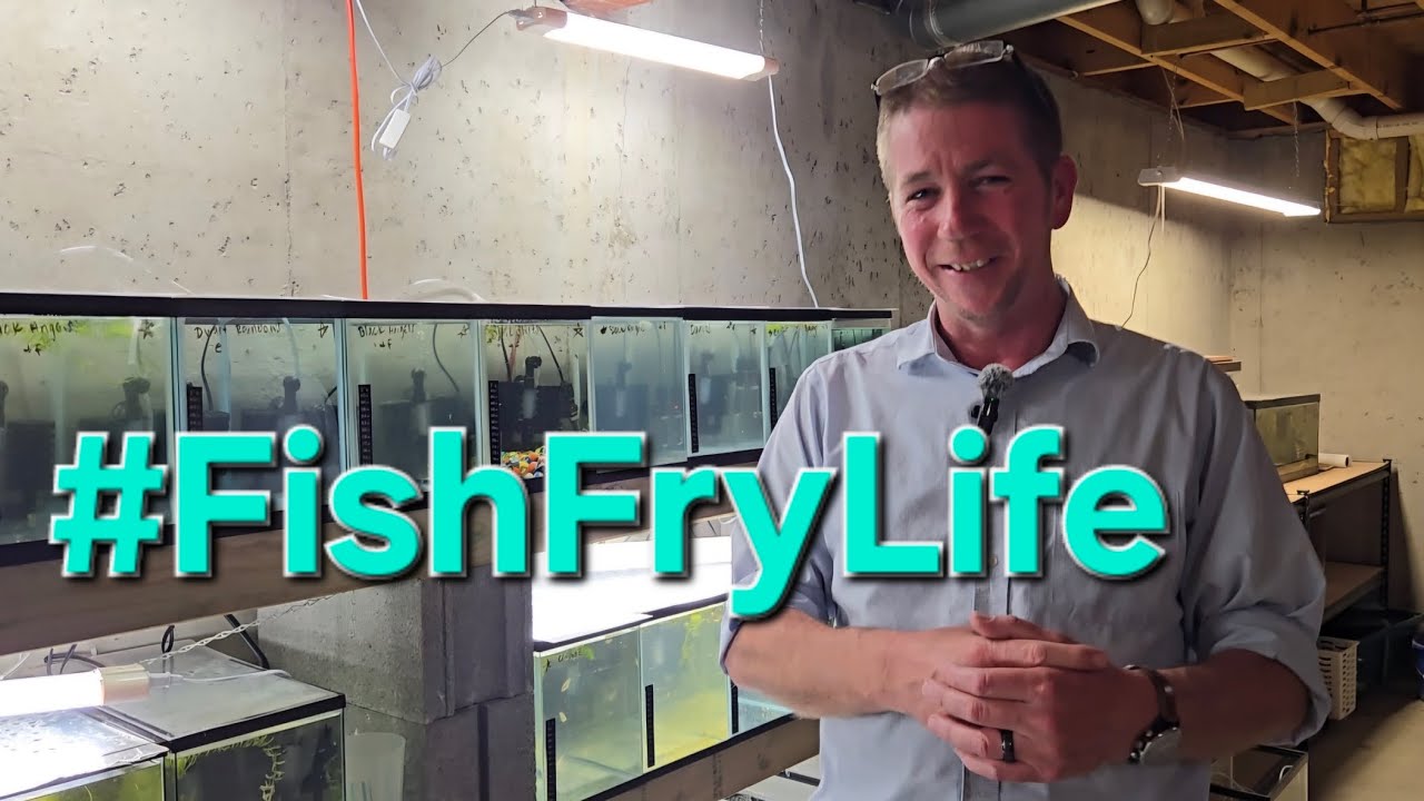 How We Keep Up With Our Fry Tanks! - YouTube